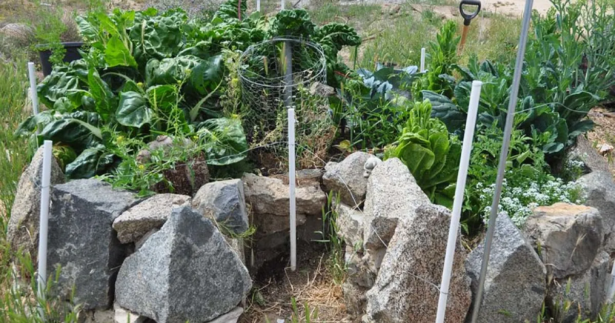 Keyhole Gardening | Napa Master Gardener Column