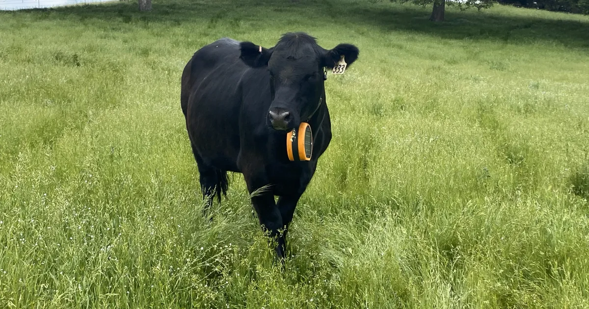 Central Sierra: Virtual Fence in the Real World | UCCE Central Sierra